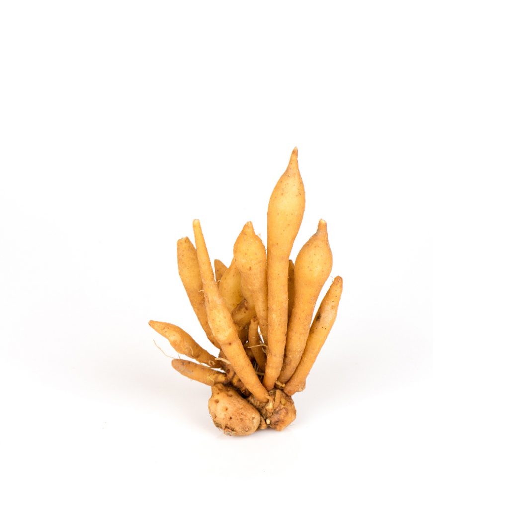 Root / Sprouts | Tropical Green