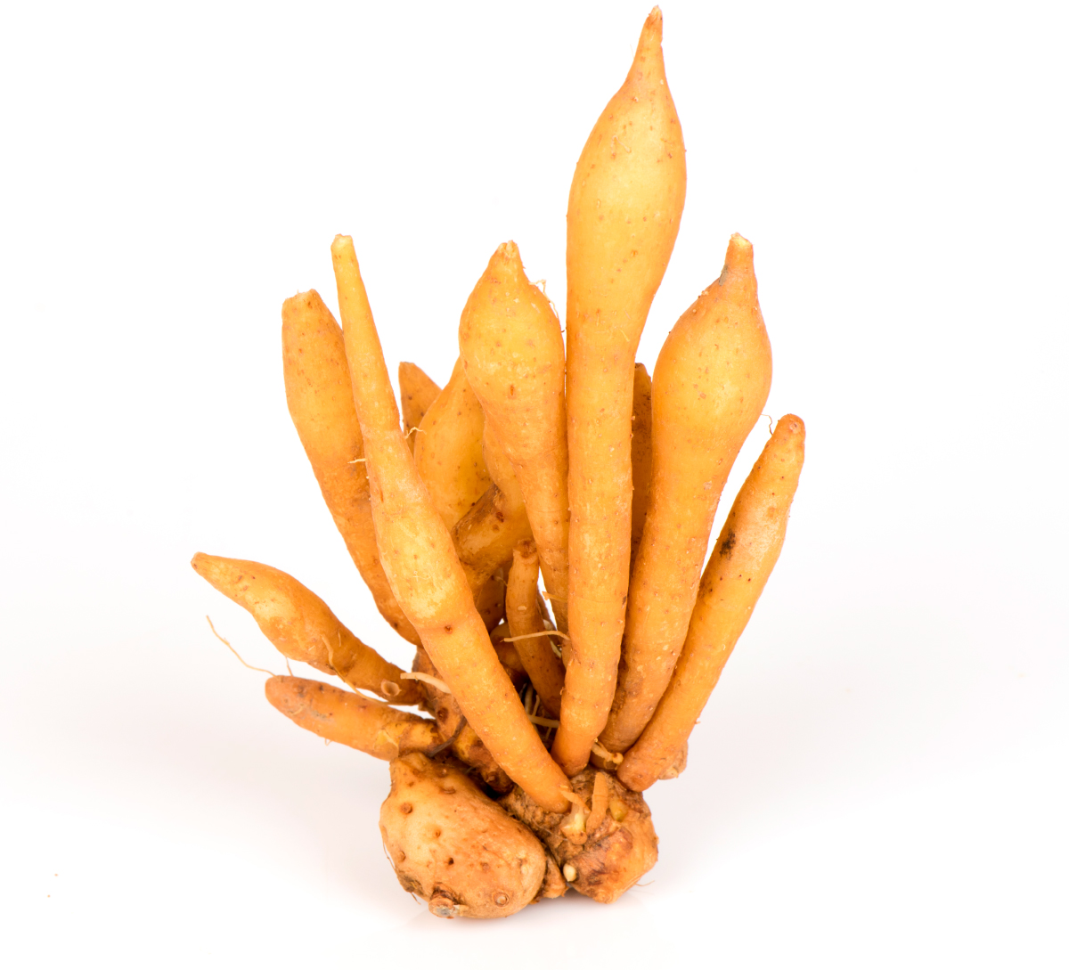 Finger Root Export Quality From Thailand