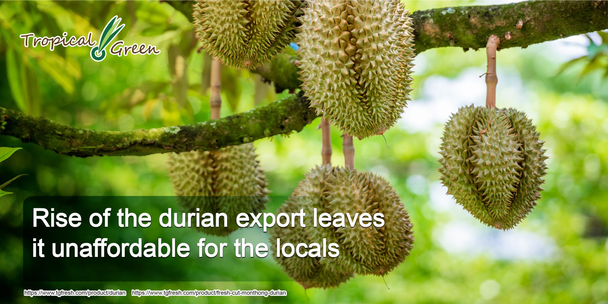 Rise of the durian export leaves it unaffordable for the locals ...